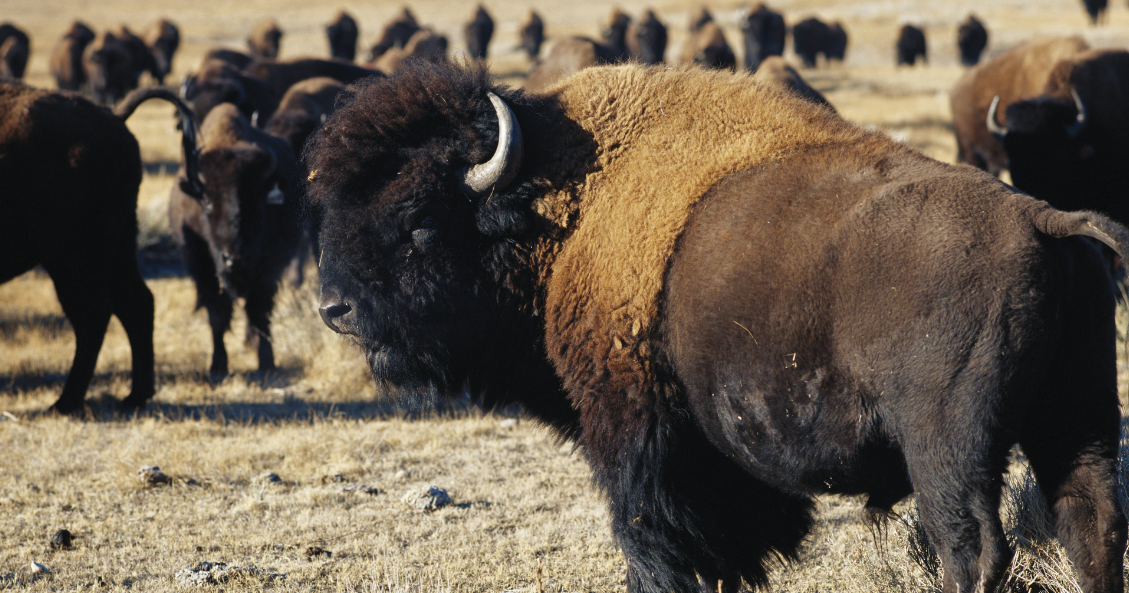 New Mexico U.S. Sen. Heinrich reintroduces act to strengthen tribal ...