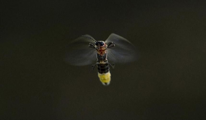 Shedding light on the fireflies in New York | Local News | niagara-gazette.com