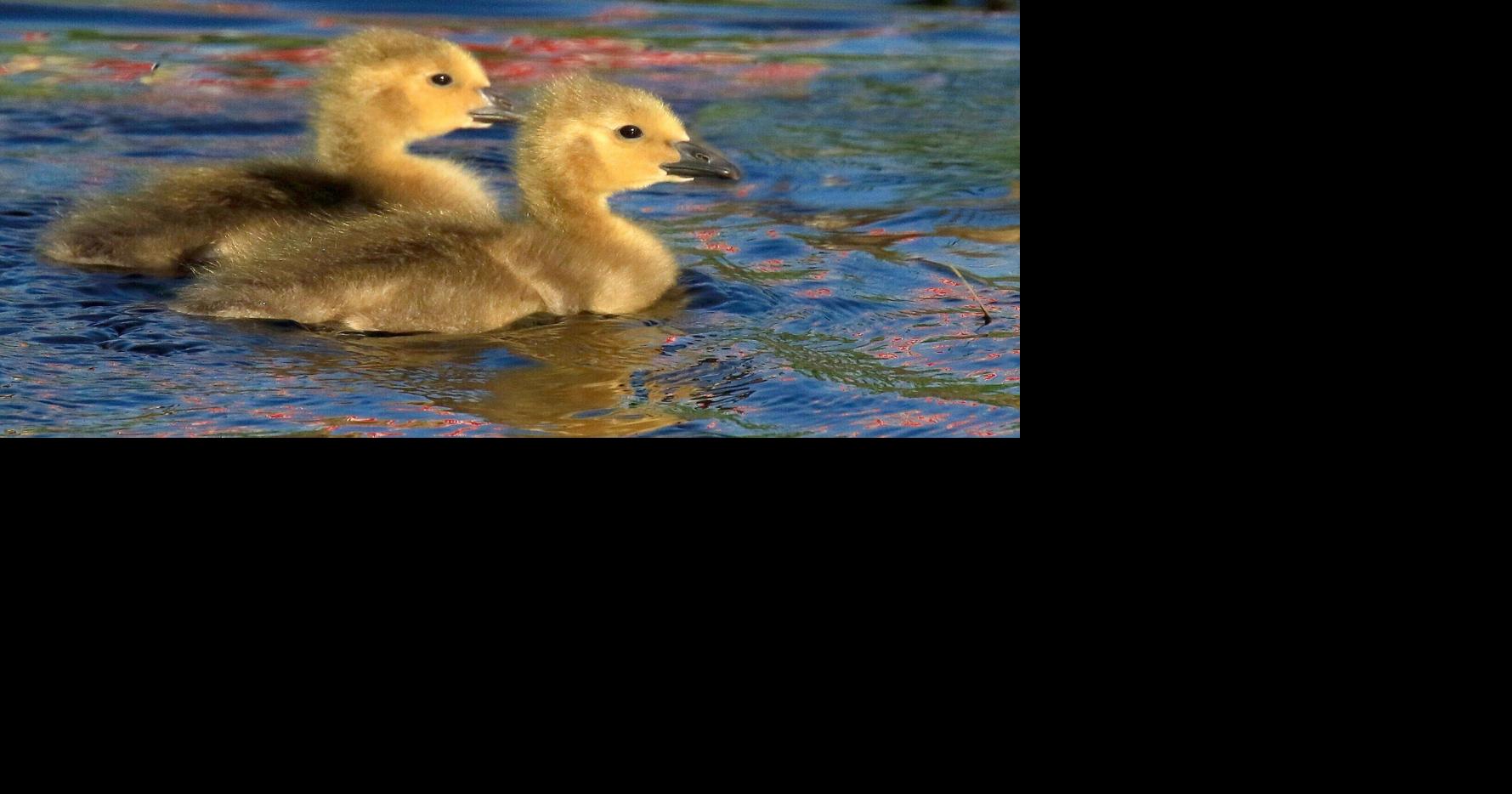 THE GREAT OUTDOORS: Forever wondrous is nature's mid-spring awakening ...