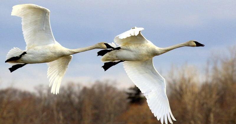THE GREAT OUTDOORS: A memorable week in the Alabama Swamp | Community ...