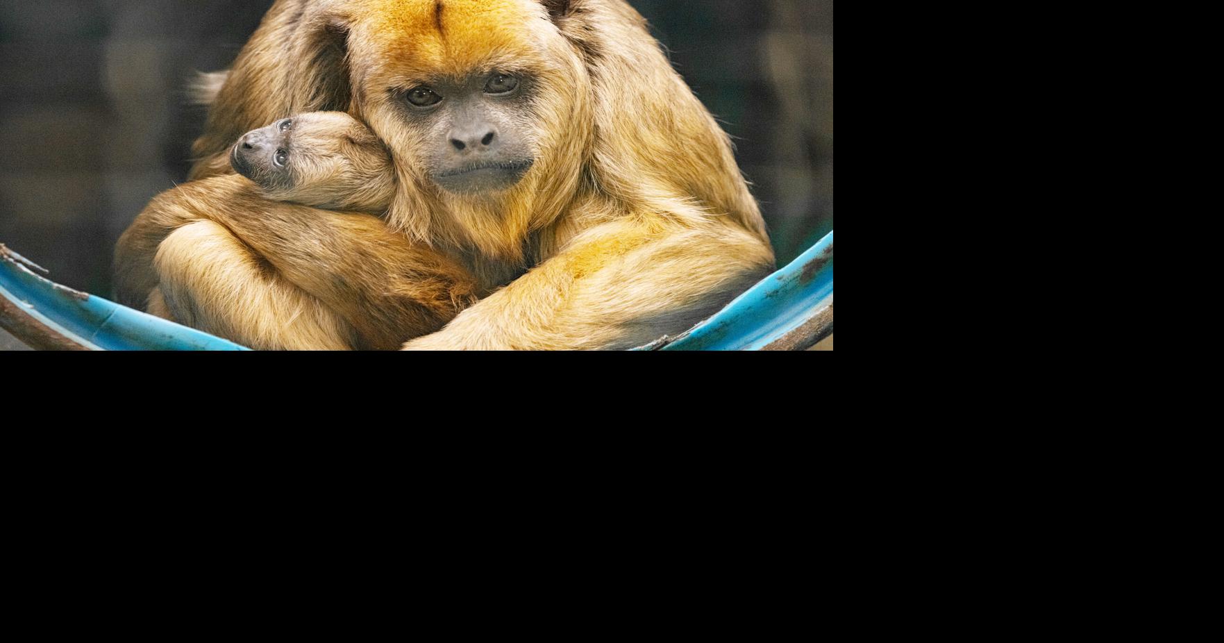 Buffalo Zoo announces birth of black howler monkey | Night and Day ...