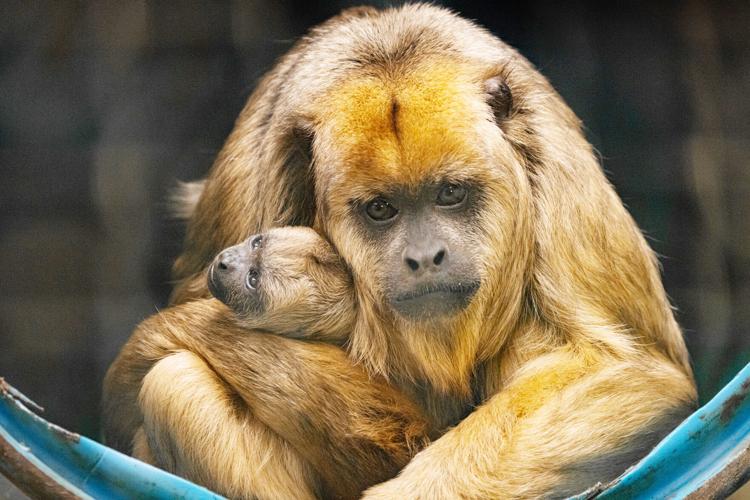 Buffalo Zoo announces birth of black howler monkey | Night and Day ...
