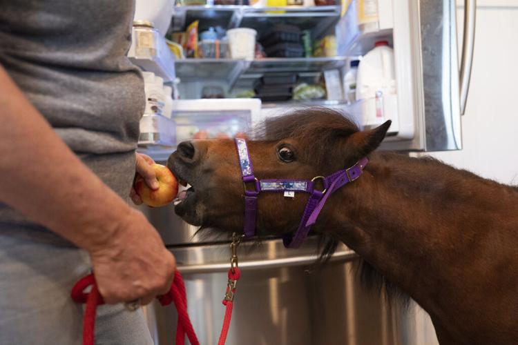 Mini farm animals are adorable. There's also a growing demand for them ...