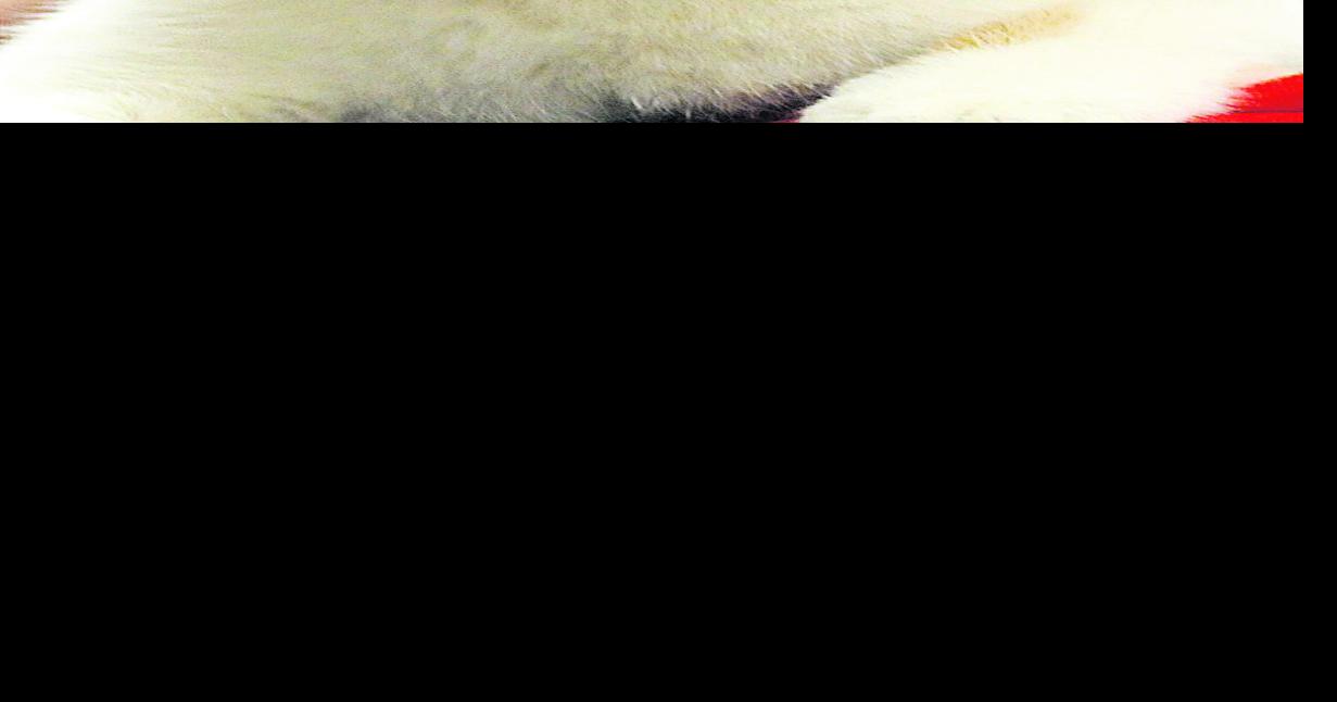 Ten Lives Club Kitten Bowl coming up | Local News | niagara-gazette.com