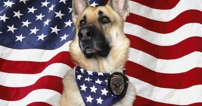 Ceremony honors Barker police K-9 | Local News | niagara-gazette.com
