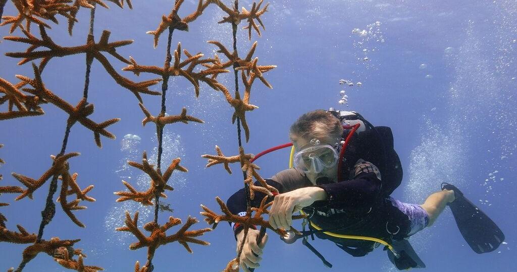 High ocean temperatures are harming the Florida coral reef. Rescue ...