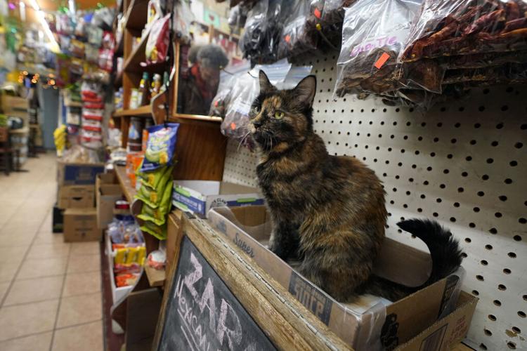 Bodega cats make New Yorkers' hearts purr, even if they violate state ...