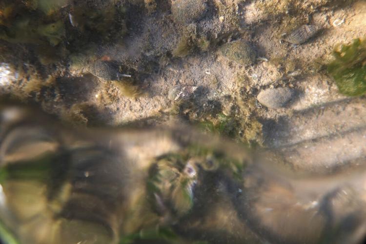 These artificial reefs off a New York City beach help sea creatures ...