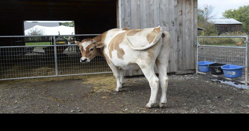 Saturday's Fall Festival for Farmed Animals raises funds | Local News ...