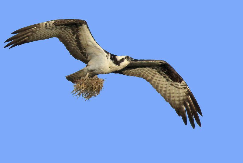 GREAT OUTDOORS: Flying fishers in the Alabama Swamp | Community ...