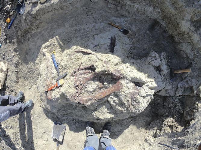 Scientists discover a new dinosaur from Argentina with a crocodile bone ...