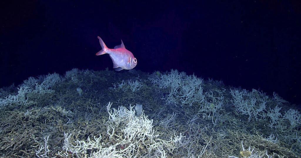 Largest deep-sea coral reef to date is mapped by scientists off the US ...