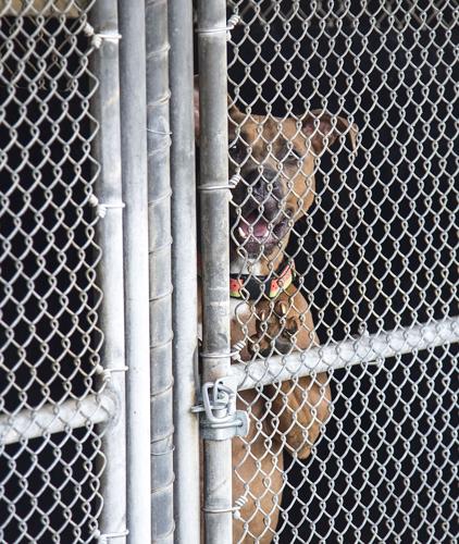 Animal shelters and rescues struggling with crisis of animal ...