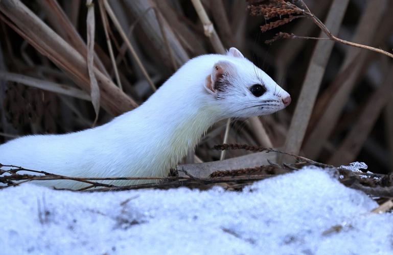 THE GREAT OUTDOORS: Waiting on a muskrat, entertained by a weasel ...