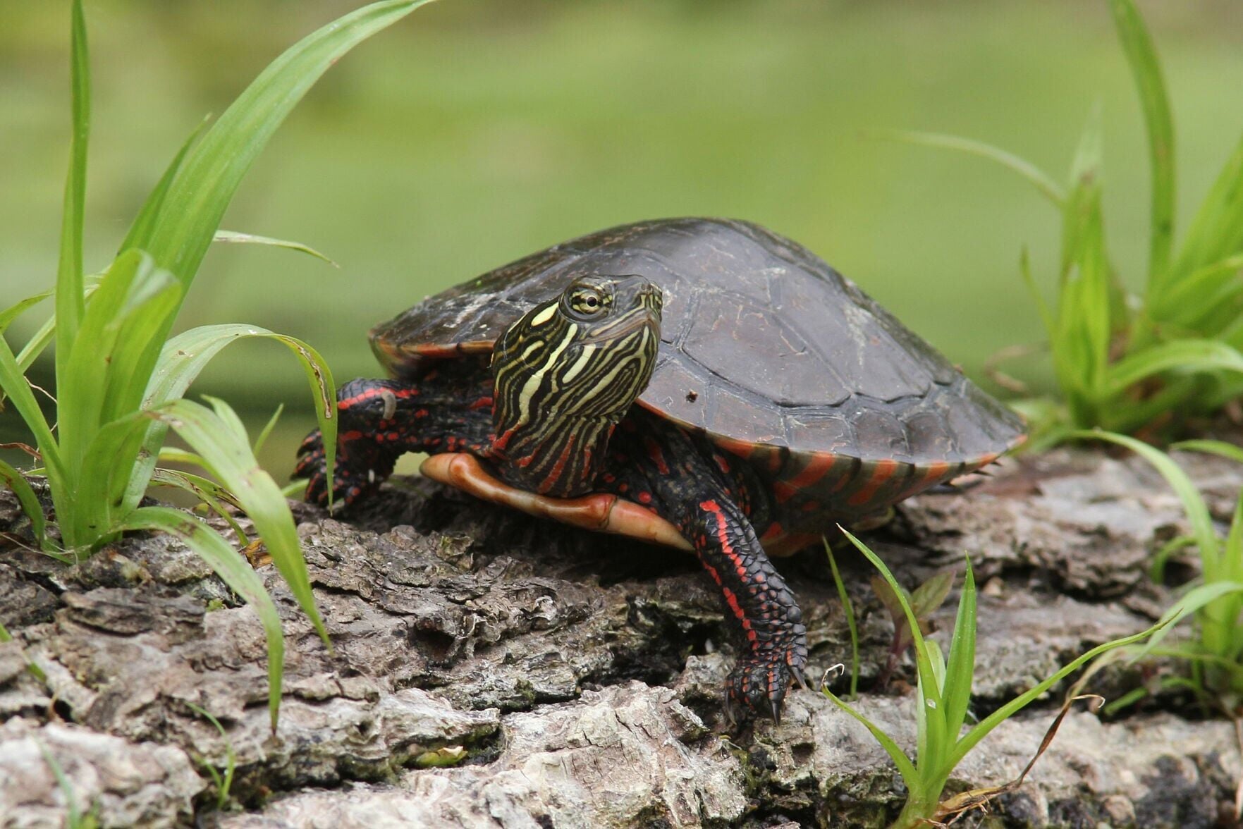 World Turtle Day: Thousands killed in NY each year by vehicles | Local ...