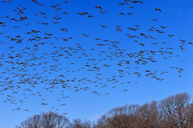 THE GREAT OUTDOORS: We need relief from the 'resident' geese invasion ...