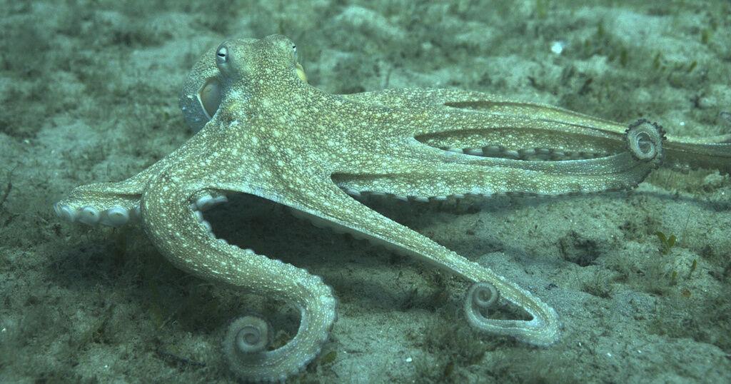 How to use 8 arms? Octopuses tend to explore with their front limbs ...