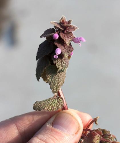 CONFER: A flower for all seasons | Lifestyles | niagara-gazette.com