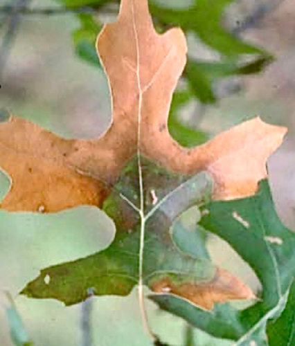 Oak Wilt a potential threat to Niagara County's trees | Local News ...