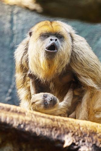 Buffalo Zoo announces birth of black howler monkey | Night and Day ...