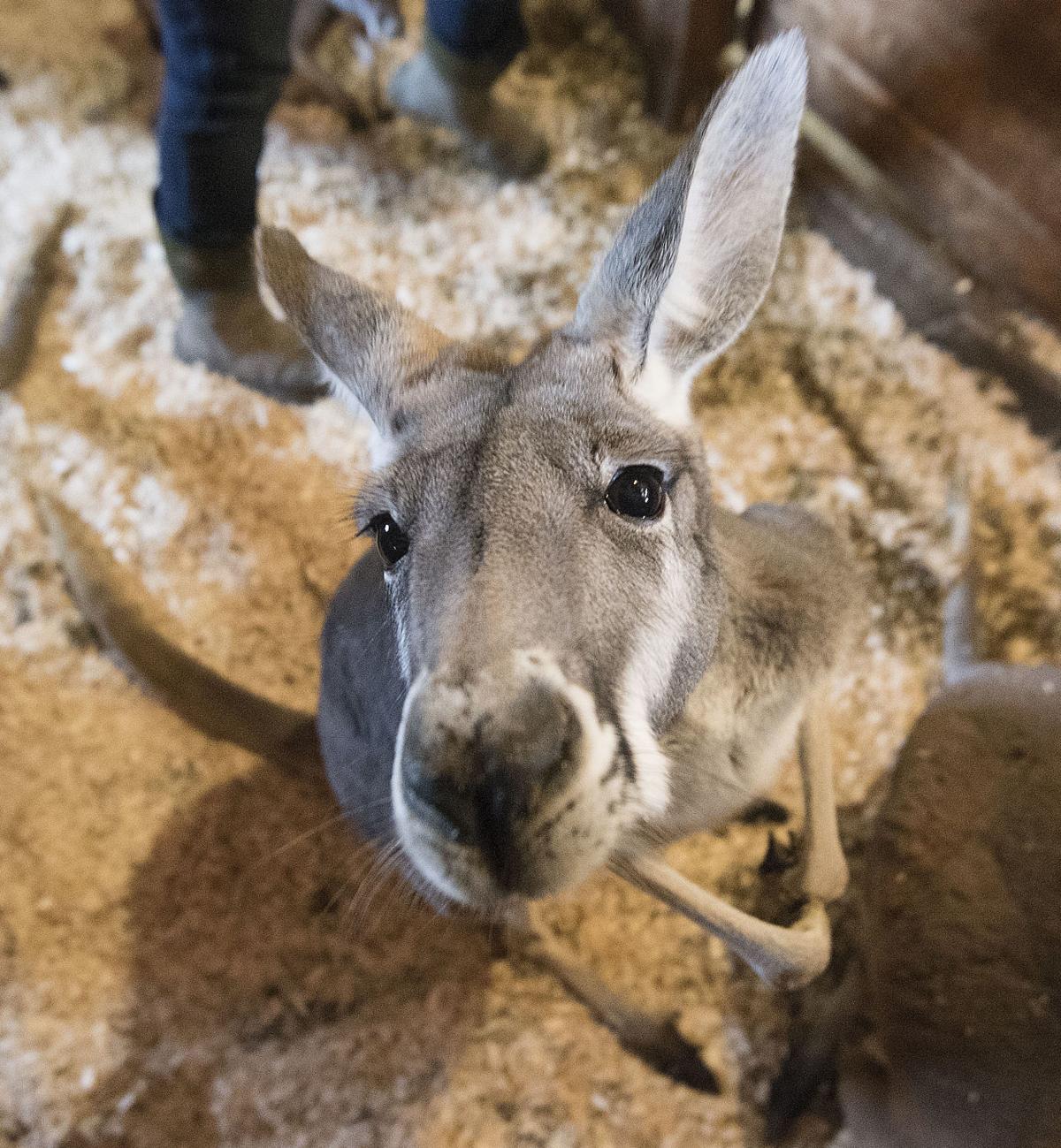 Kangaroos in Niagara: Sanborn woman plans Australian-themed petting zoo ...