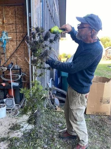 Hemp growers given license to grow pot | Local News | niagara-gazette.com