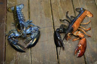 Just how rare is a rare-colored lobster? Scientists say answer could be ...