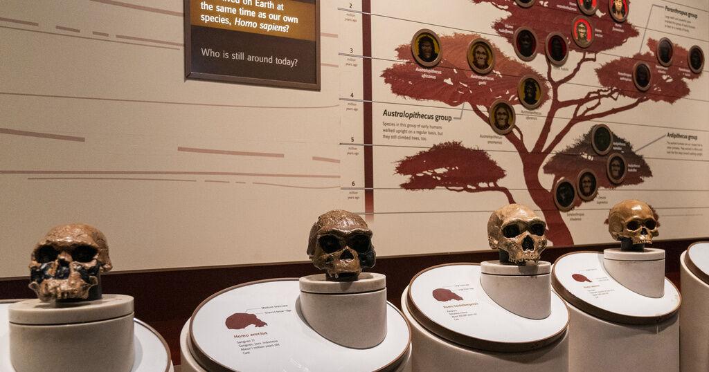 Researchers link a gene to the emergence of spoken language | News ...