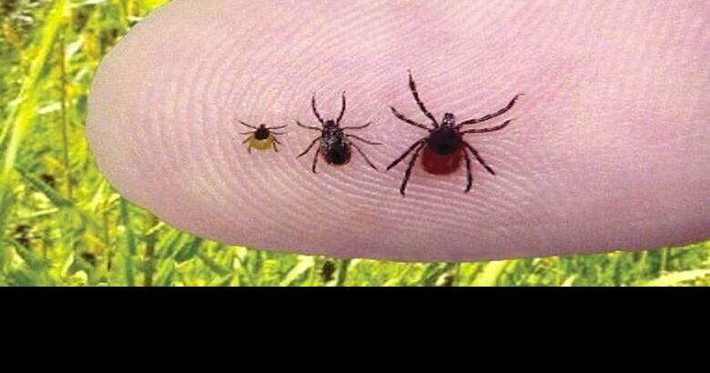 THE RIGHT WAY TO CARE: When to worry about ticks | Lifestyles | niagara ...