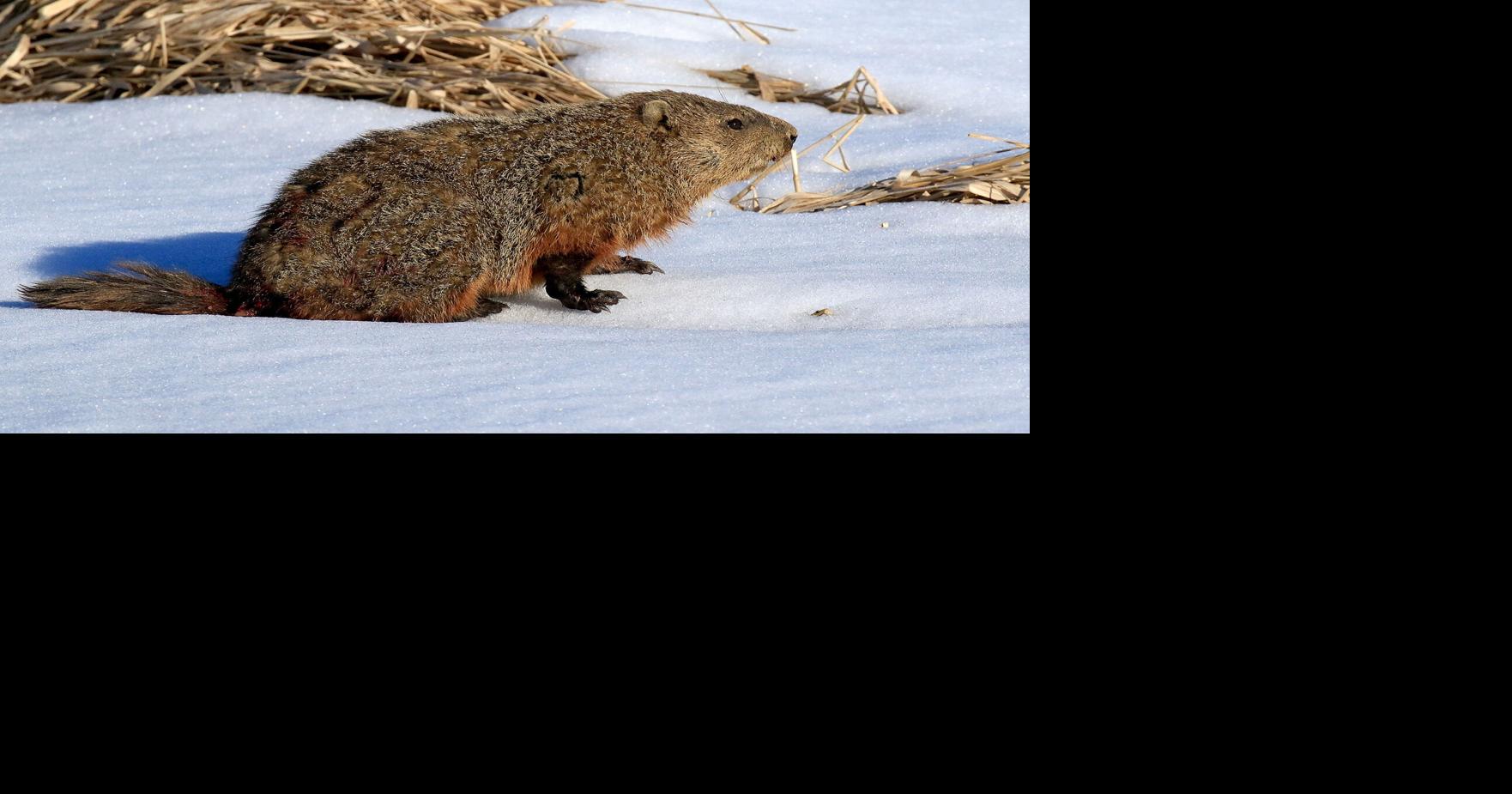 THE GREAT OUTDOORS: Forecasting plus: The many talents of the groundhog ...