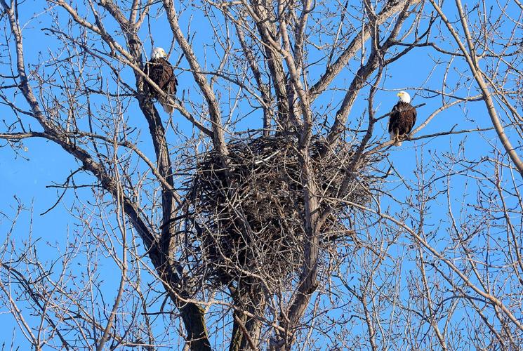 THE GREAT OUTDOORS: Eagles are tending to their nests now | Lifestyles ...