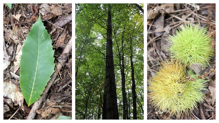 CONFER: Invasive species destroying more of our native trees ...