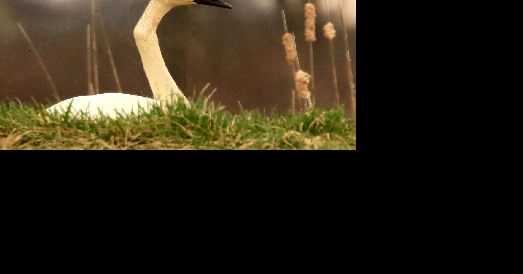 THE GREAT OUTDOORS: Take care with ticks, turtles and big, mean birds ...