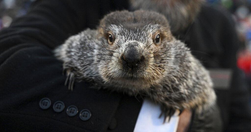 Beyond Phil: Other rodents that purport to 'predict' weather ...