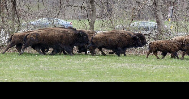 Sheriff says killing of 15 loose bison was correct call but they weren ...