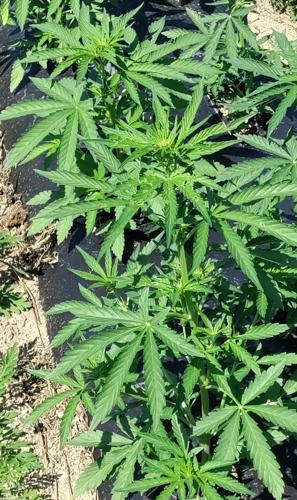 Shops expected to get local cannabis products this year | Local News ...
