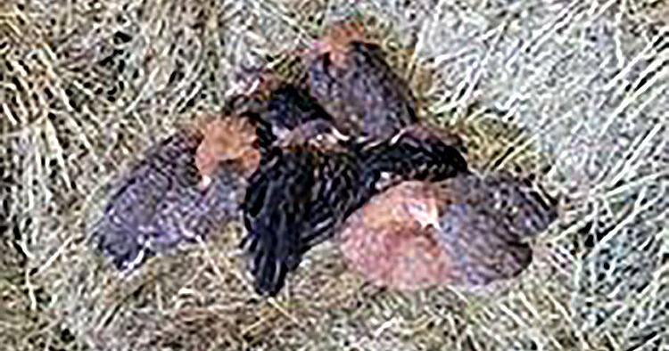 Chickens reported missing from two farms in Hartland | Local News ...