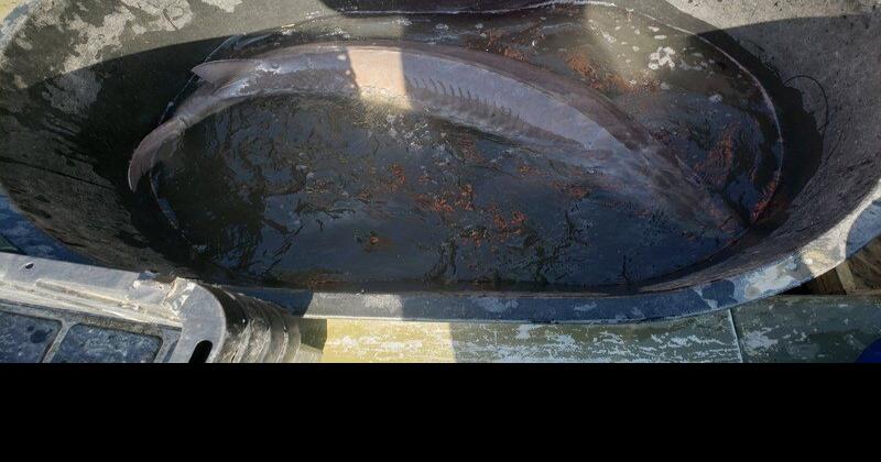 Lake sturgeon found spawning in Genesee River | Local News | niagara ...