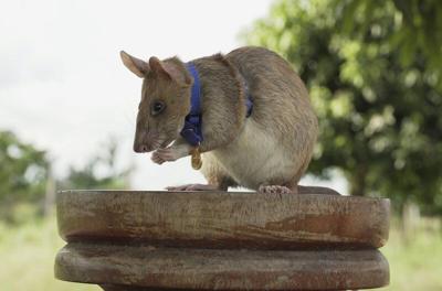 Explosive-sniffing rat ends years of hard work in Cambodia | News ...