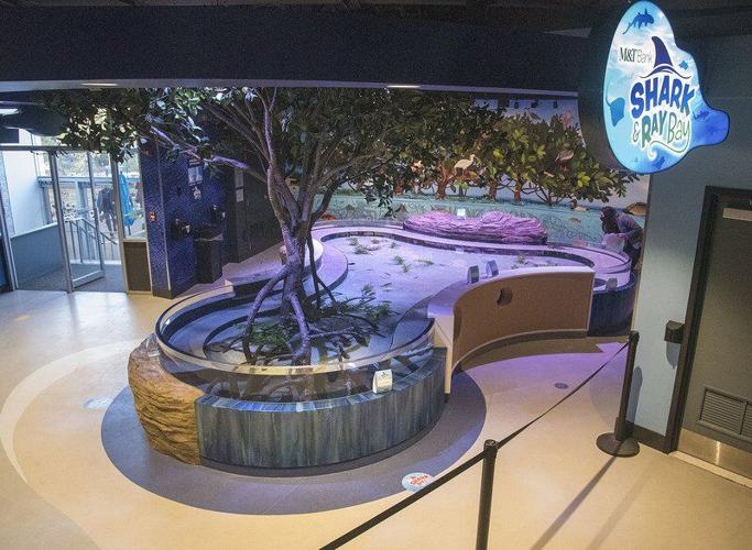 Aquarium unveils newest exhibit | Local News | niagara-gazette.com