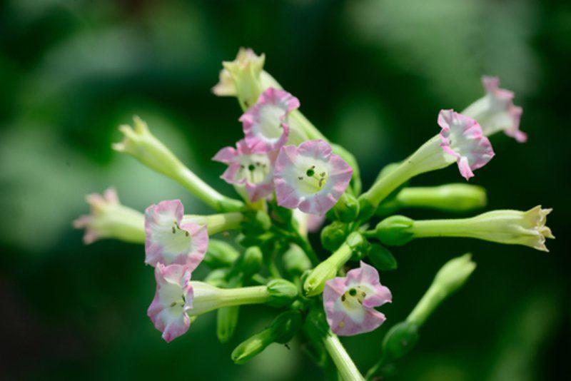 BACK TO YOUR ROOTS: Tobacco plant makes beautiful flowers | Lifestyles ...