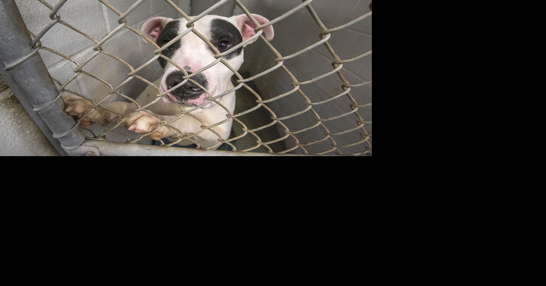 SLIDESHOW: Event highlights SPCA's adoptable animals | Gallery ...