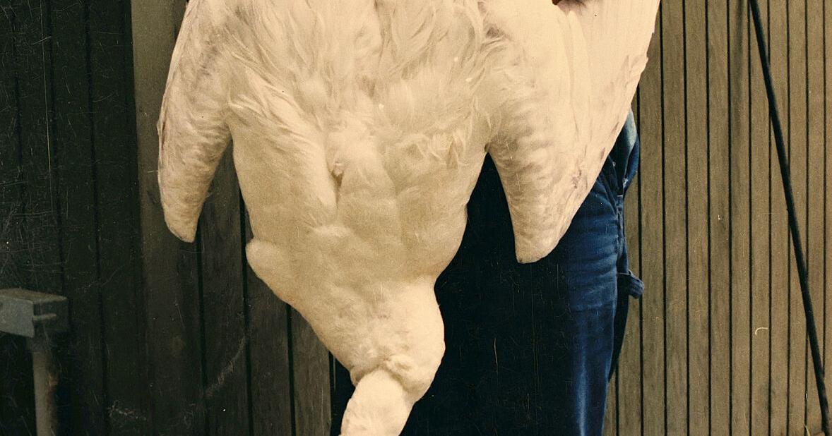 THE GREAT OUTDOORS: The second year of the Ultra Swan Project ...