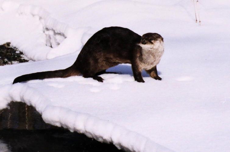 THE GREAT OUTDOORS: The otter is regaining a foothold in Western New ...