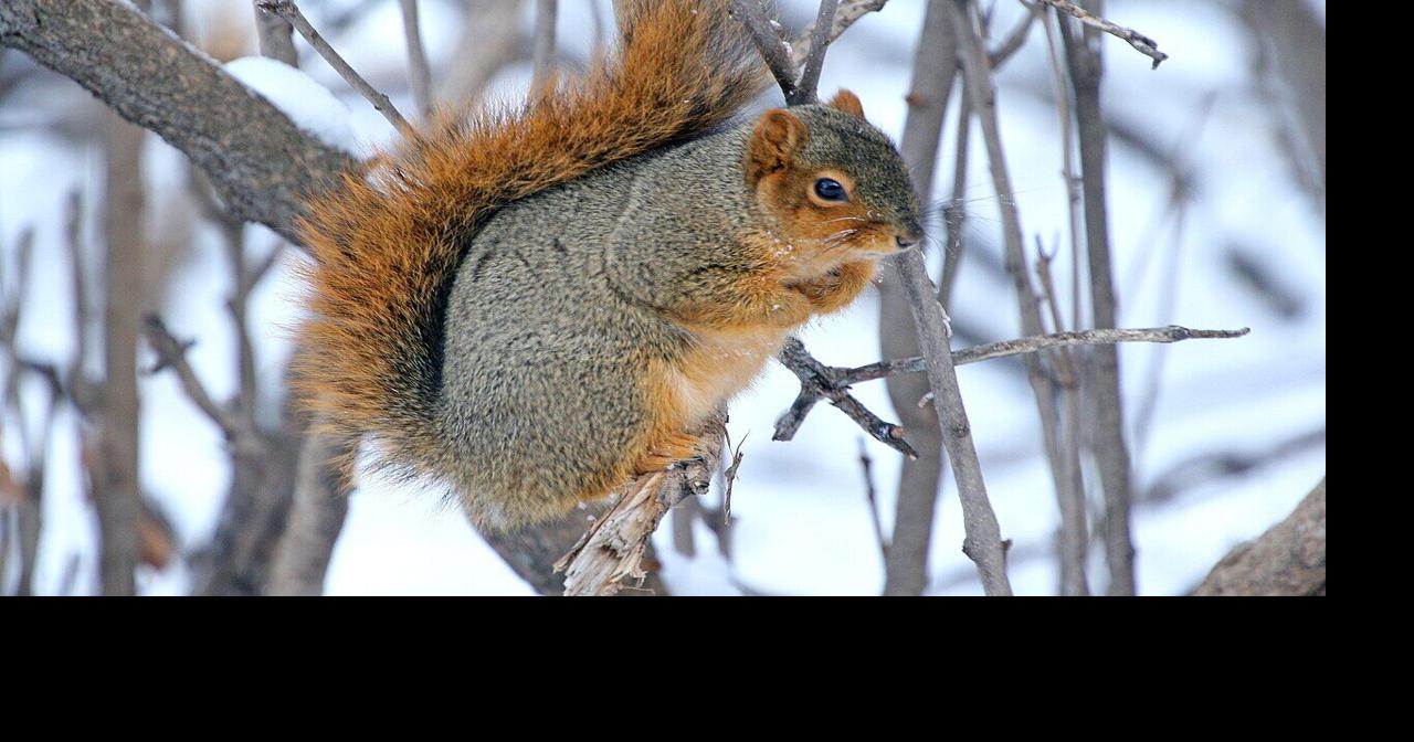 EXPLORING THE NIAGARA FRONTIER: Fox squirrels, a rare sight in WNY ...