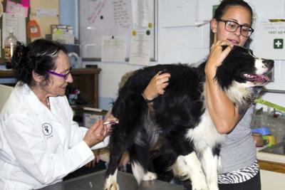 Drive-through rabies clinic set in Wilson | Local News | niagara ...