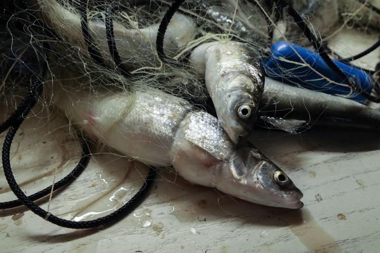 Why fish consumption advisories in Great Lakes states carry their own ...