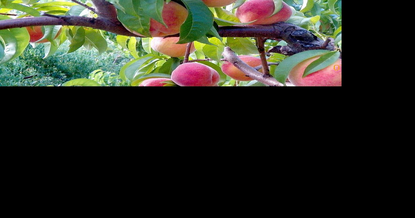 OUTSTANDING IN HER FIELD: Why the fuzz? An FAQ on peaches. | Lifestyles ...