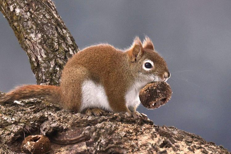 THE GREAT OUTDOORS: Red squirrel at the feeder ... that's entertainment ...