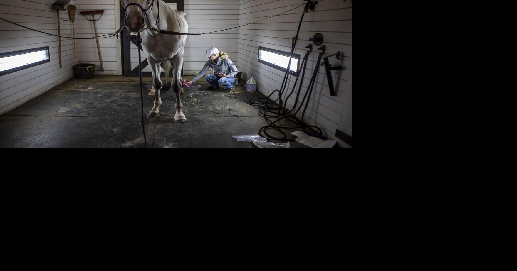 Saving racehorses from slaughter, rescue offers second chance ...